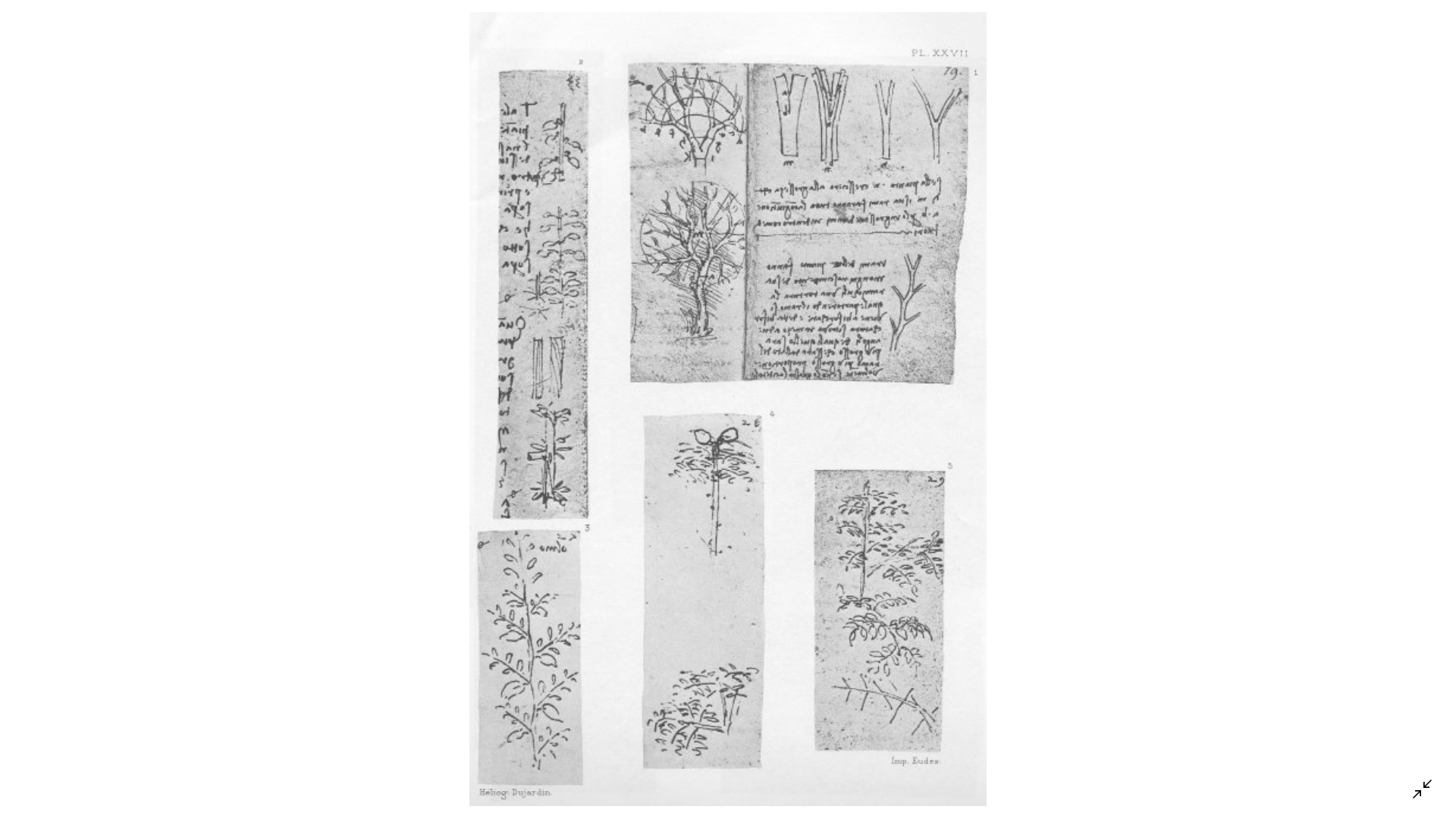 Da Vinci Notebook Sketch on Trees | COVE