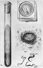 Strange Victorians Timeline | COVE