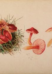 Beatrix Potter studies fungi | COVE
